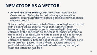 ROLE OF NEMATODES IN NEMATODE BACTERIAL DISEASE COMPLEX.pptx