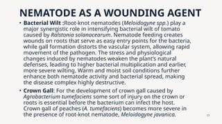 ROLE OF NEMATODES IN NEMATODE BACTERIAL DISEASE COMPLEX.pptx
