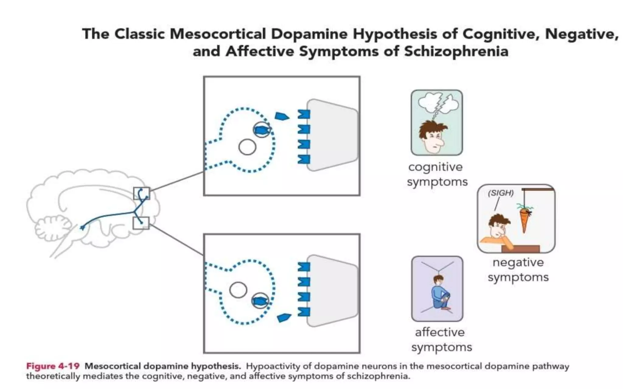 Role of Neurotransmitter Dopamine in Symptoms of Schizophrenia-1.pptx
