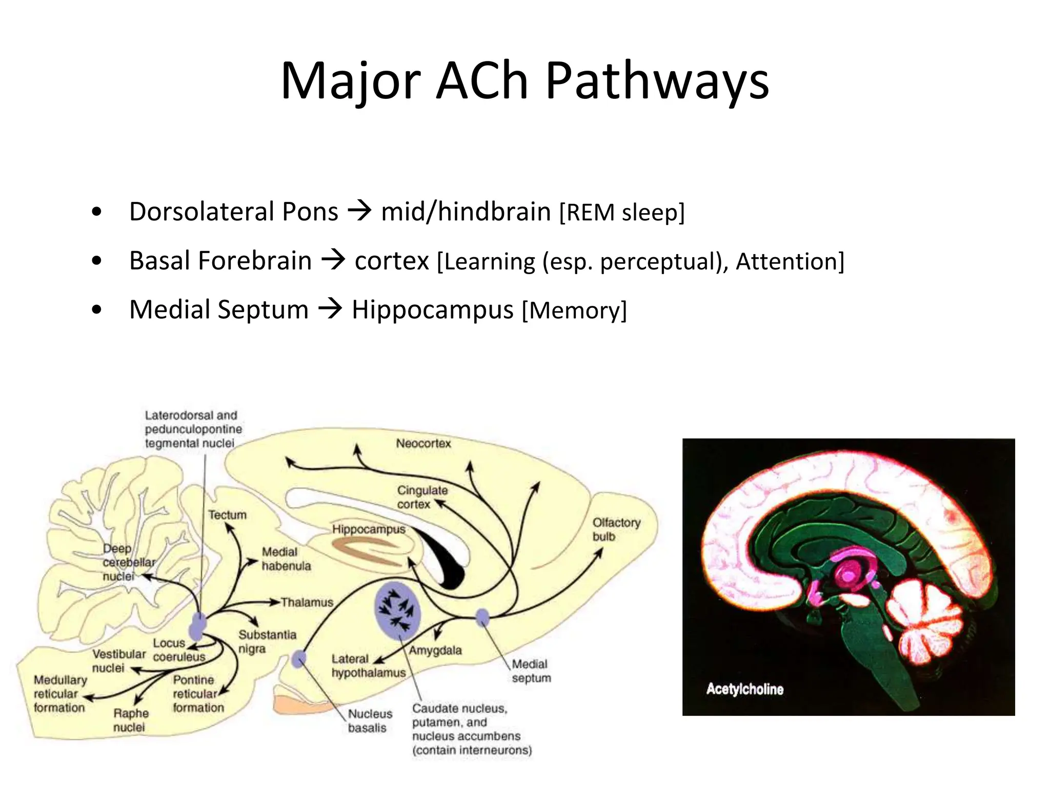 Role of Neurotransmitters with their detailed description | PPT