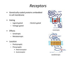 Role of Neurotransmitters with their detailed description | PPT