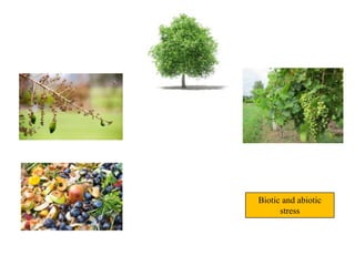 Role of new generation plant bioregulators in fruit | PPTX