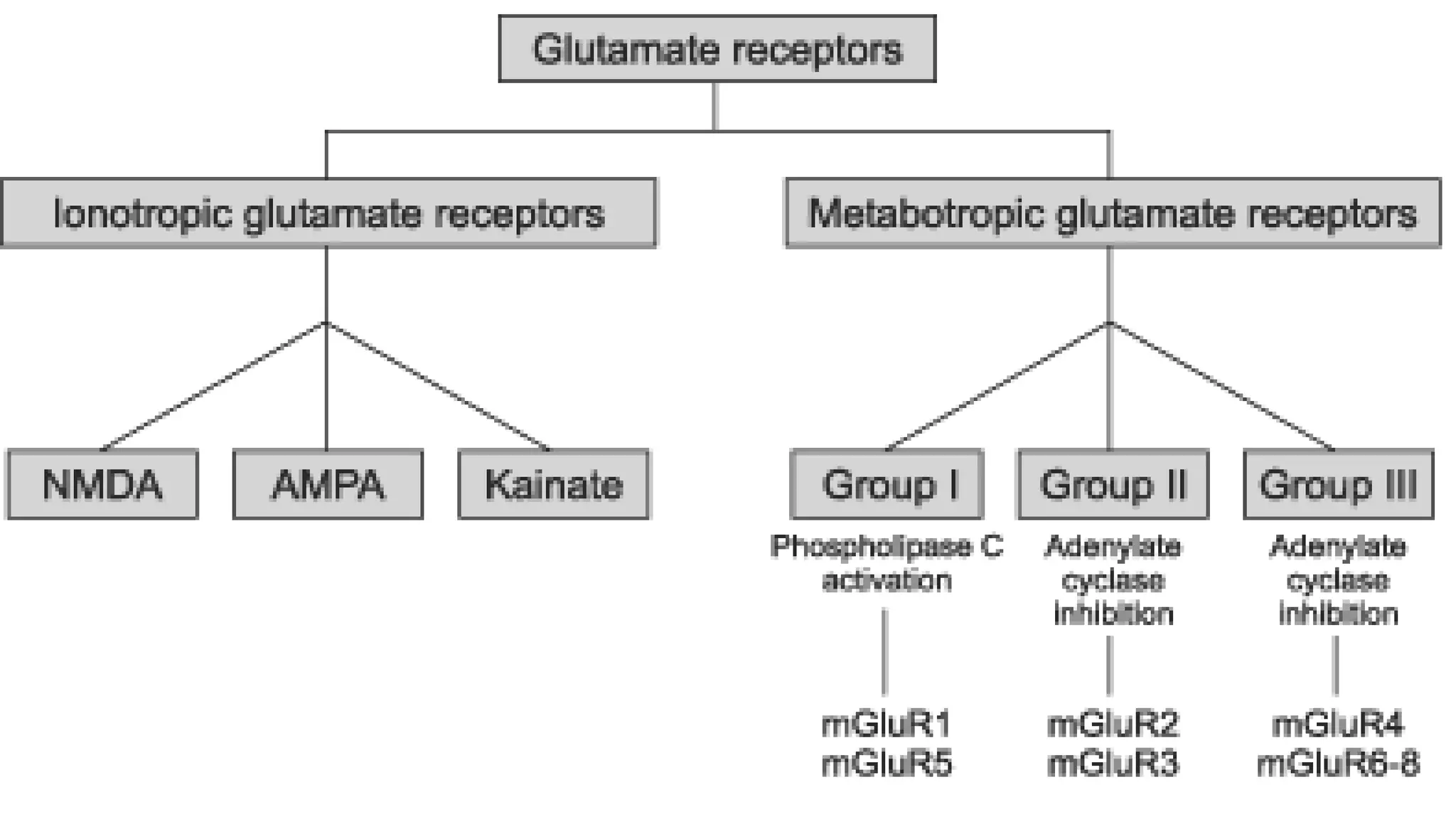 Role of nmda receptors and drugs affecting it | PPTX