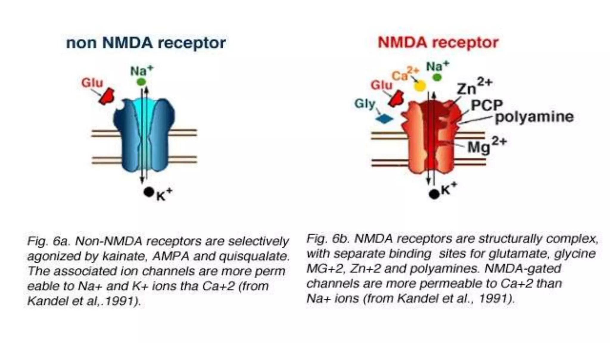 Role of nmda receptors and drugs affecting it | PPTX