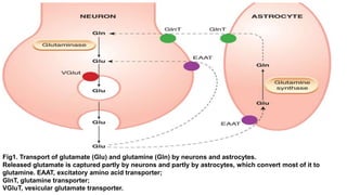 Role of nmda receptors and drugs affecting it | PPTX