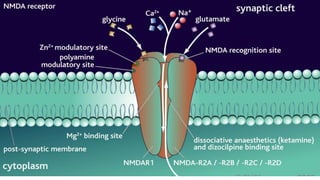Role of nmda receptors and drugs affecting it | PPTX