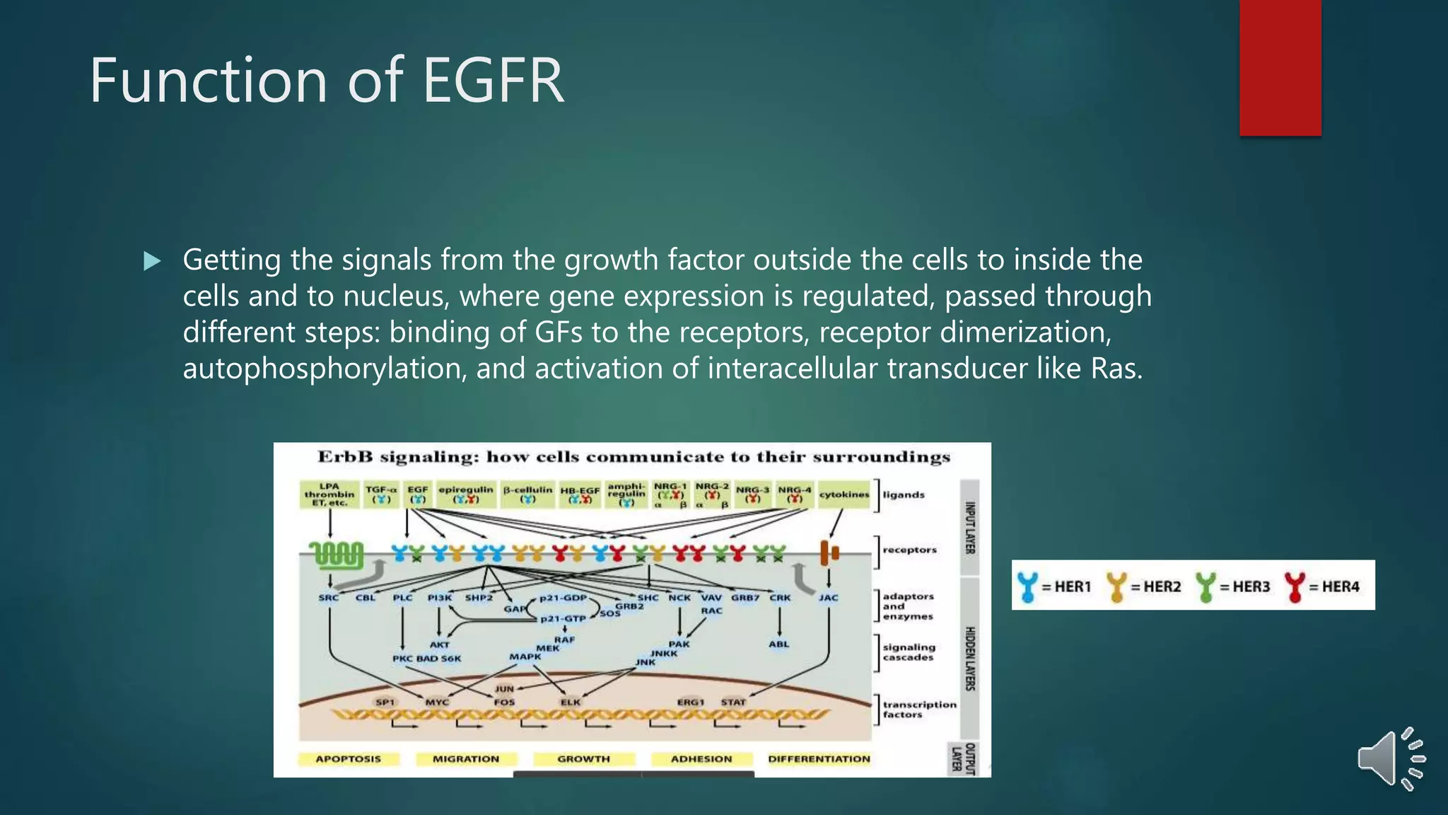 Role of normal and altered egfr | PPTX