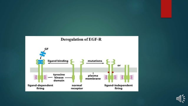 Role of normal and altered egfr | PPT | Free Download