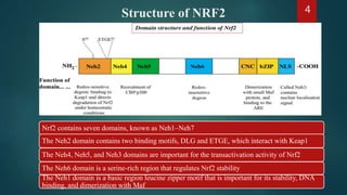 Dual role of NRF2 in Cancer | PPTX