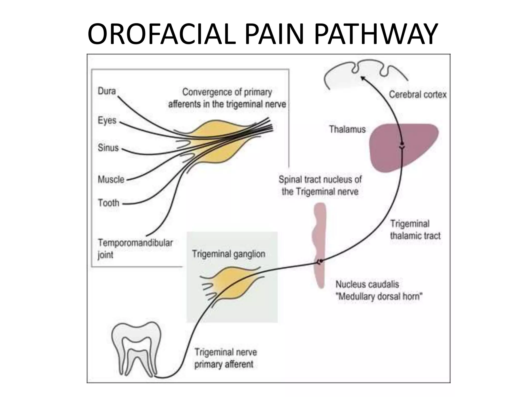 Role of nsai ds in periodontal therapy | PPTX | Dental Health ...