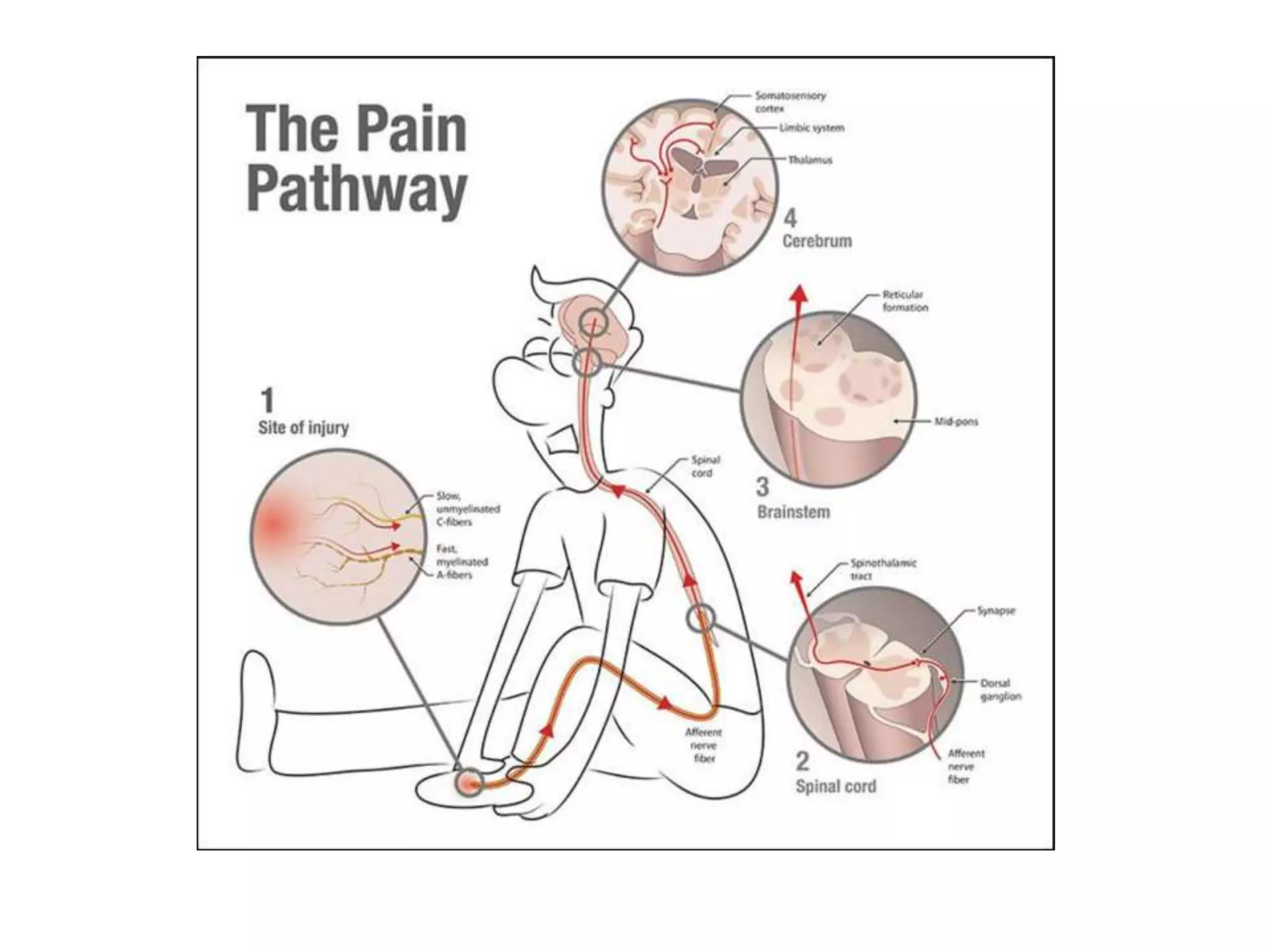 Role of nsai ds in periodontal therapy | PPTX | Dental Health ...