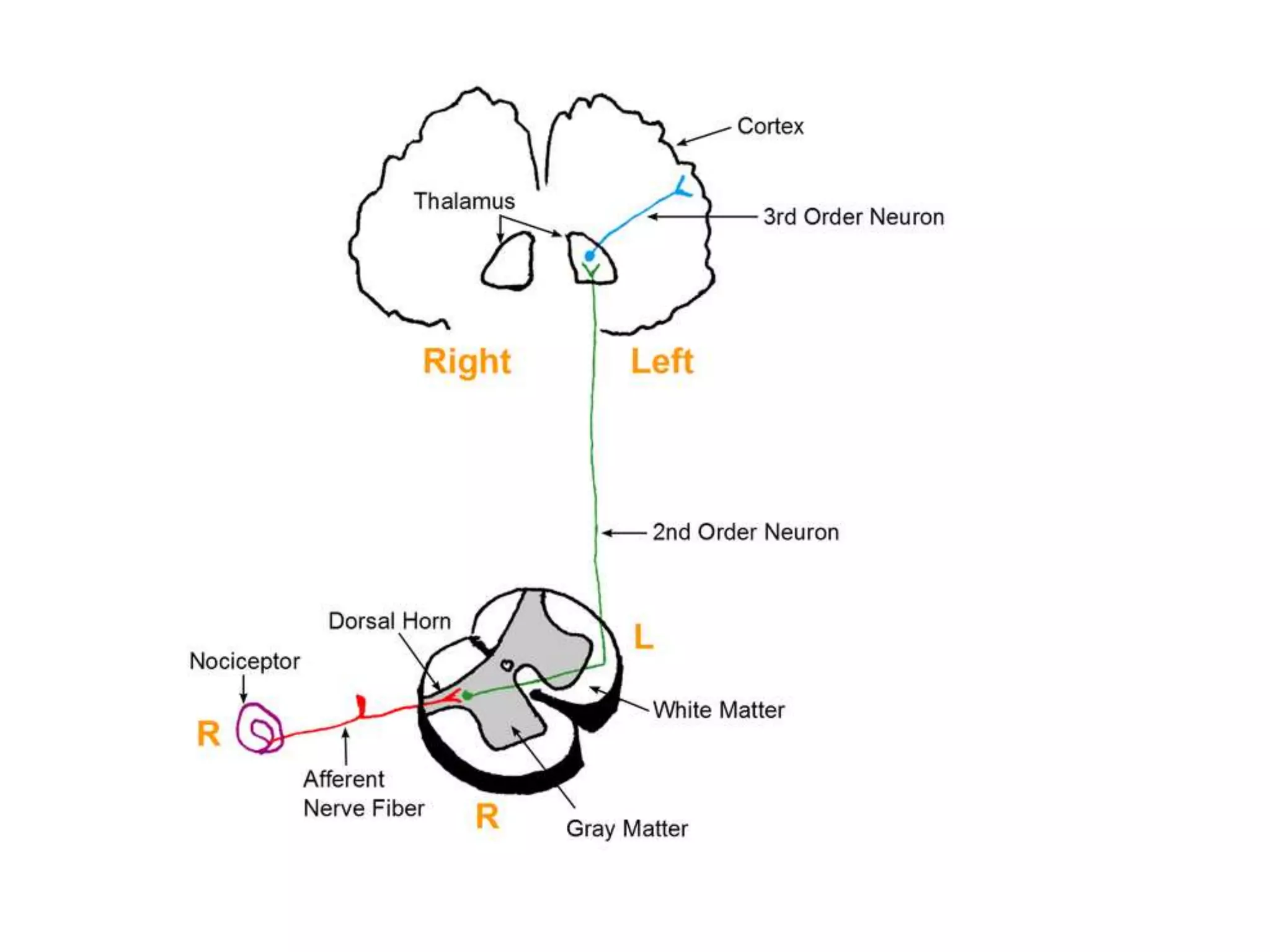 Role of nsai ds in periodontal therapy | PPTX | Dental Health ...