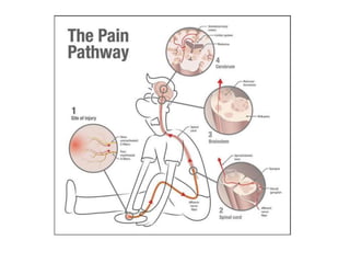 Role of nsai ds in periodontal therapy | PPTX