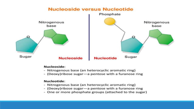 Role of nucleotides in infant formula | PPTX | Digestive Disorders ...