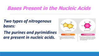 Role of nucleotides in infant formula | PPTX