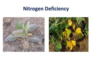 Role of nutrients in controlling diseases development in.pptx