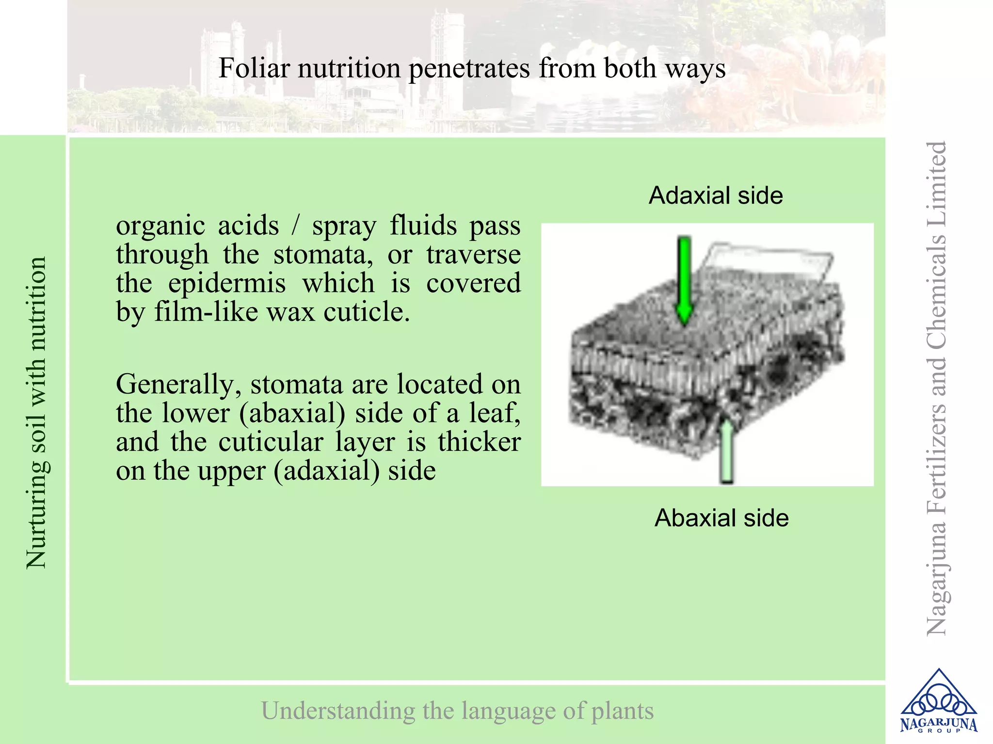 Role of nutrition in farm management a review by nagarjuna fertilizers ...