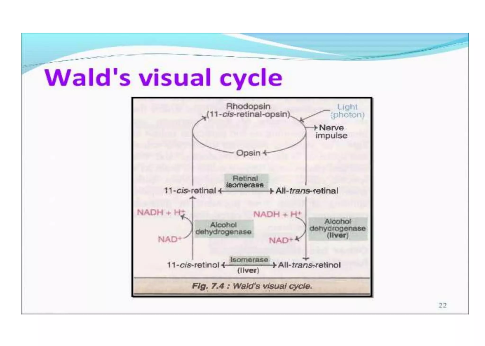Role of nutrition to prevent ocular disorders | PPTX