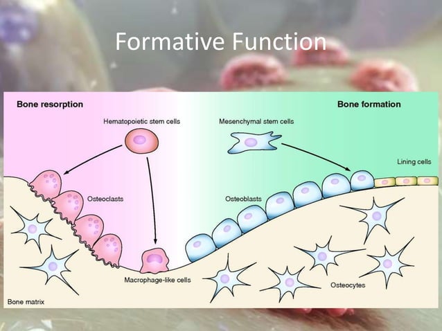 Role of osteoclasts in periodontal health and disease | PPTX | Bone and ...