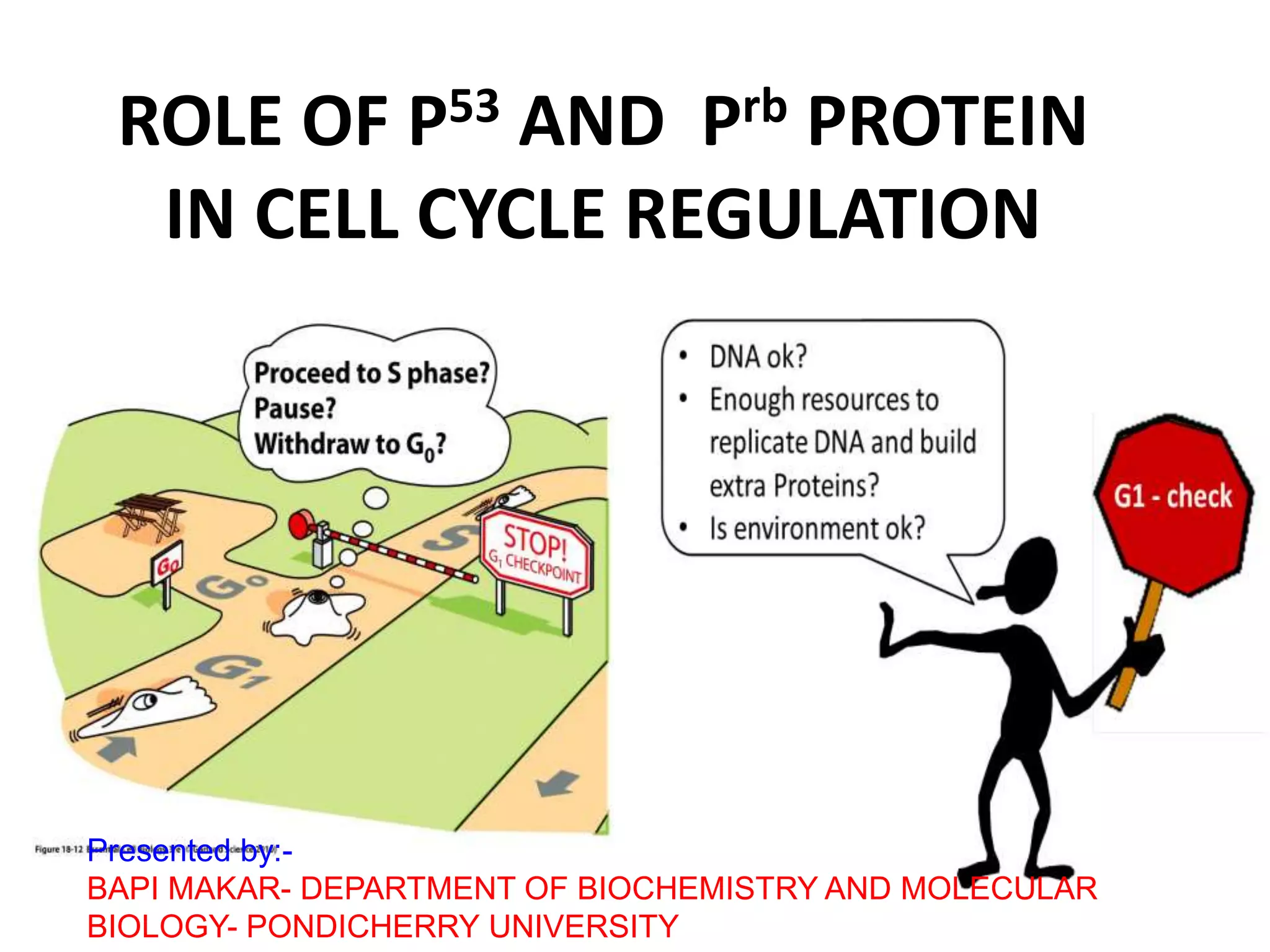 Role of p 53 and p-rb protein in cell cycle regulation | PPT