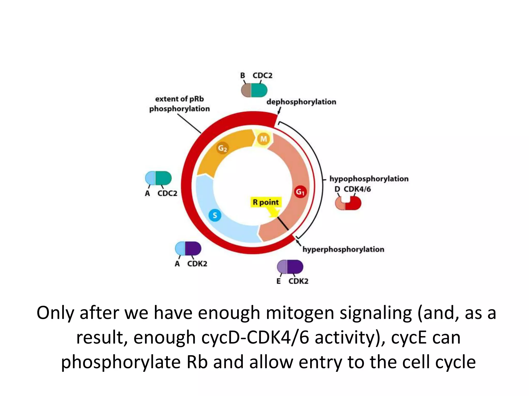 Role of p 53 and p-rb protein in cell cycle regulation | PPT