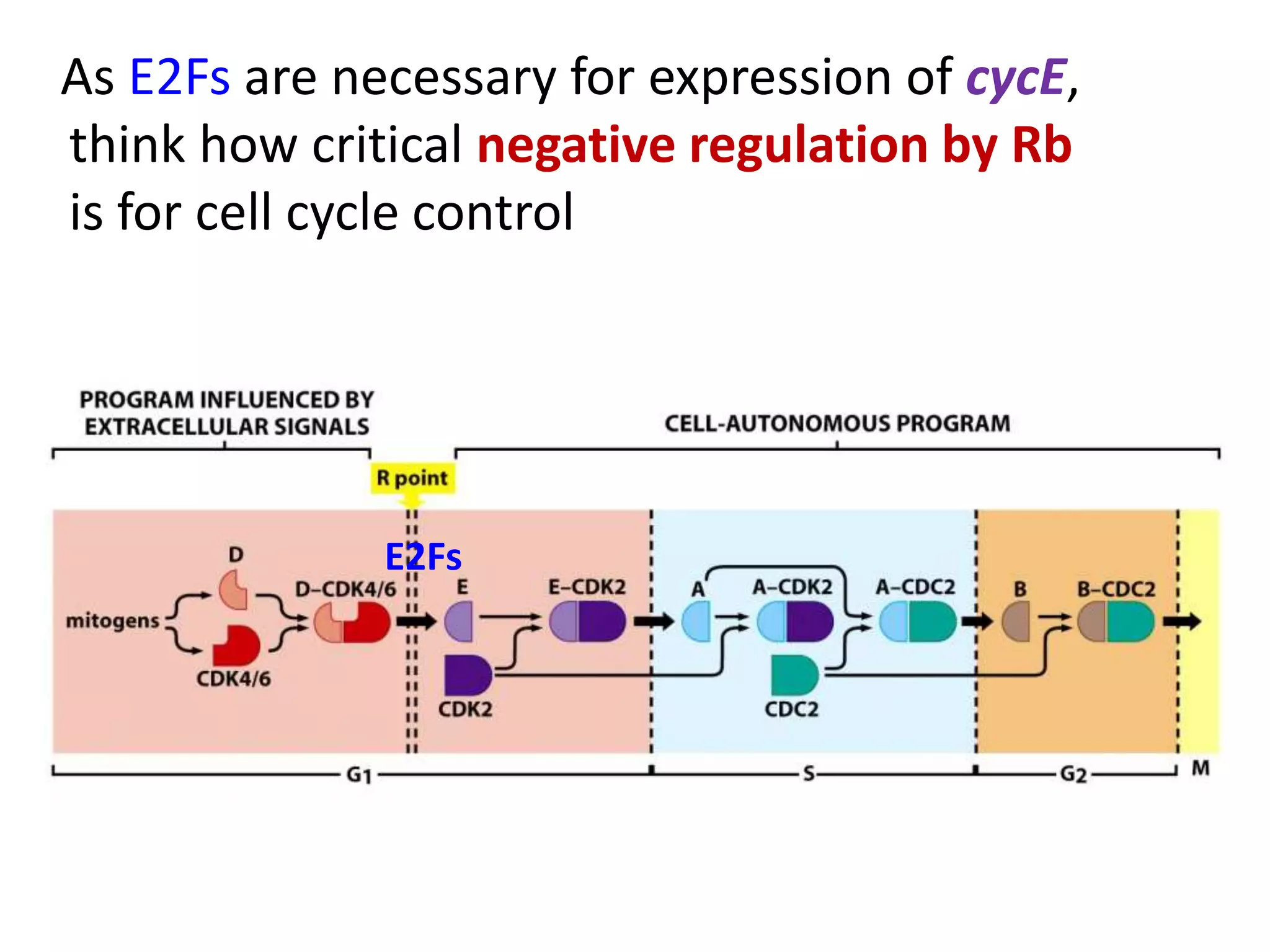 Role of p 53 and p-rb protein in cell cycle regulation | PPT