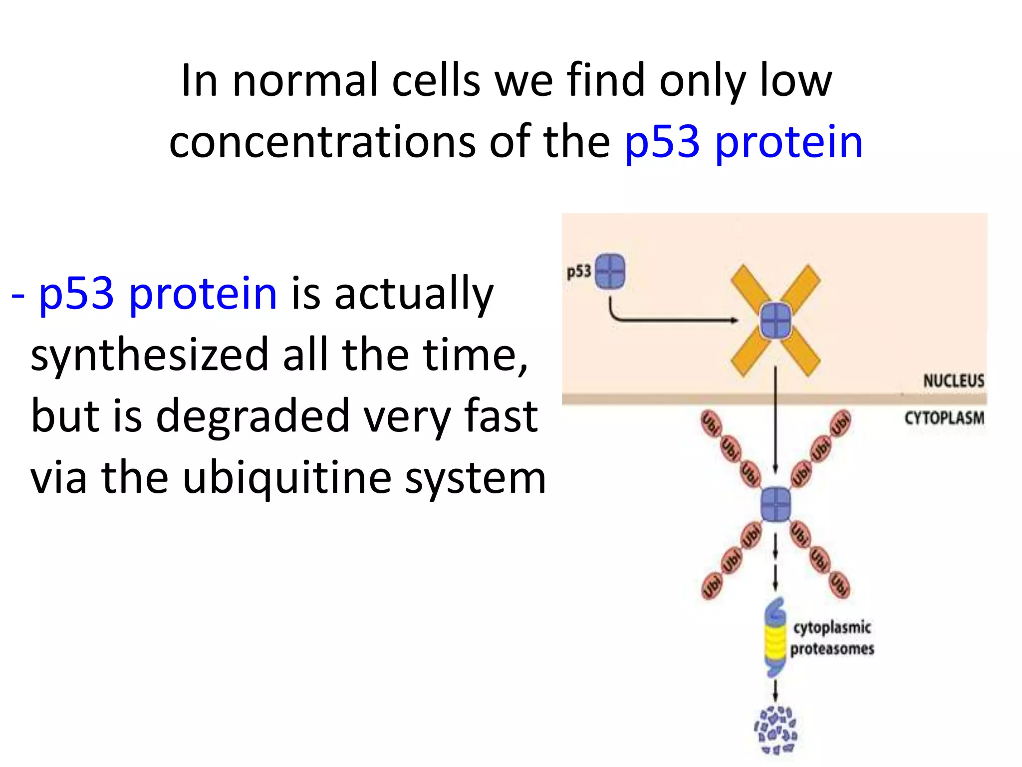 Role of p 53 and p-rb protein in cell cycle regulation | PPT