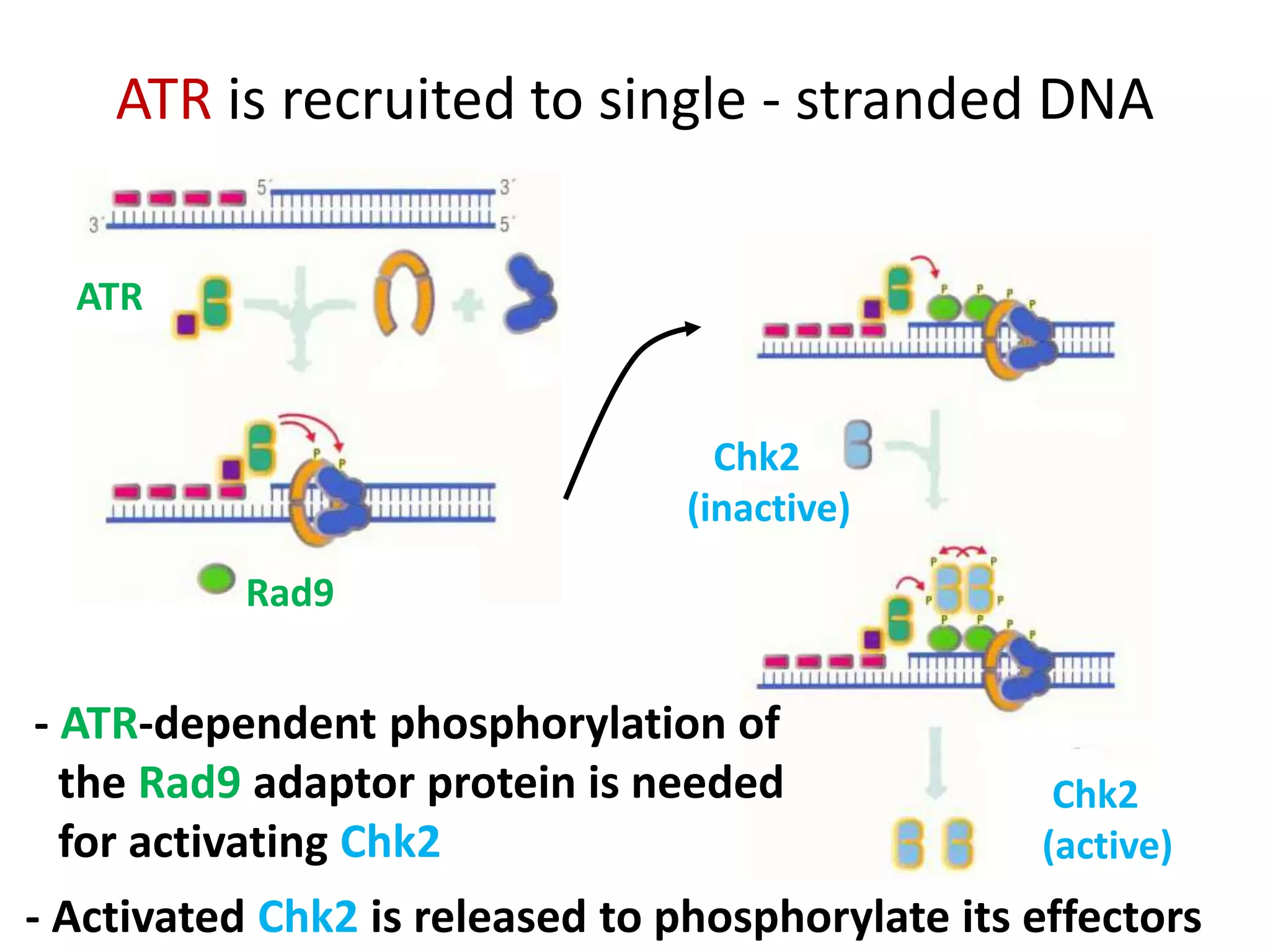 Role of p 53 and p-rb protein in cell cycle regulation | PPT