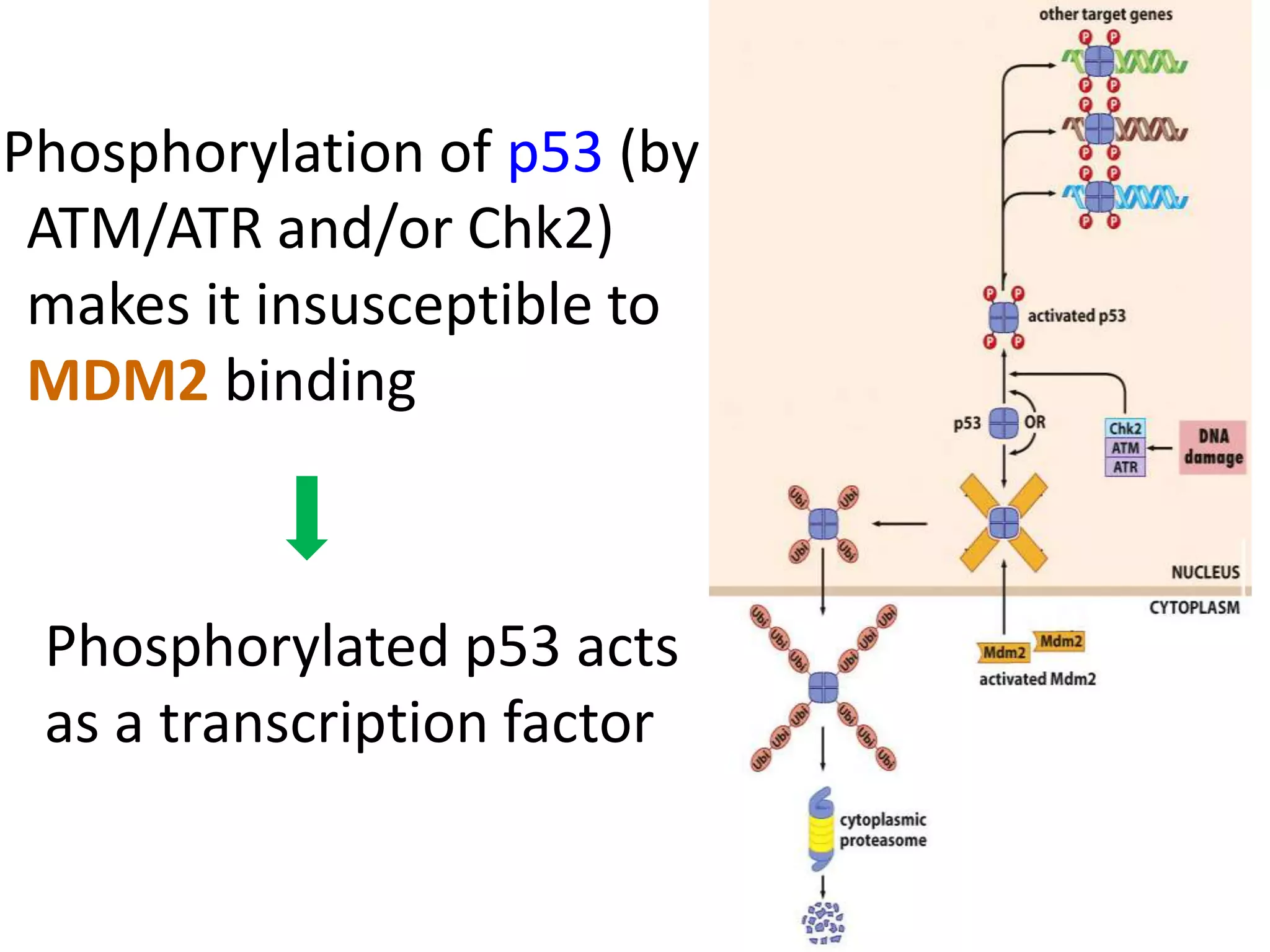 Role of p 53 and p-rb protein in cell cycle regulation | PPT