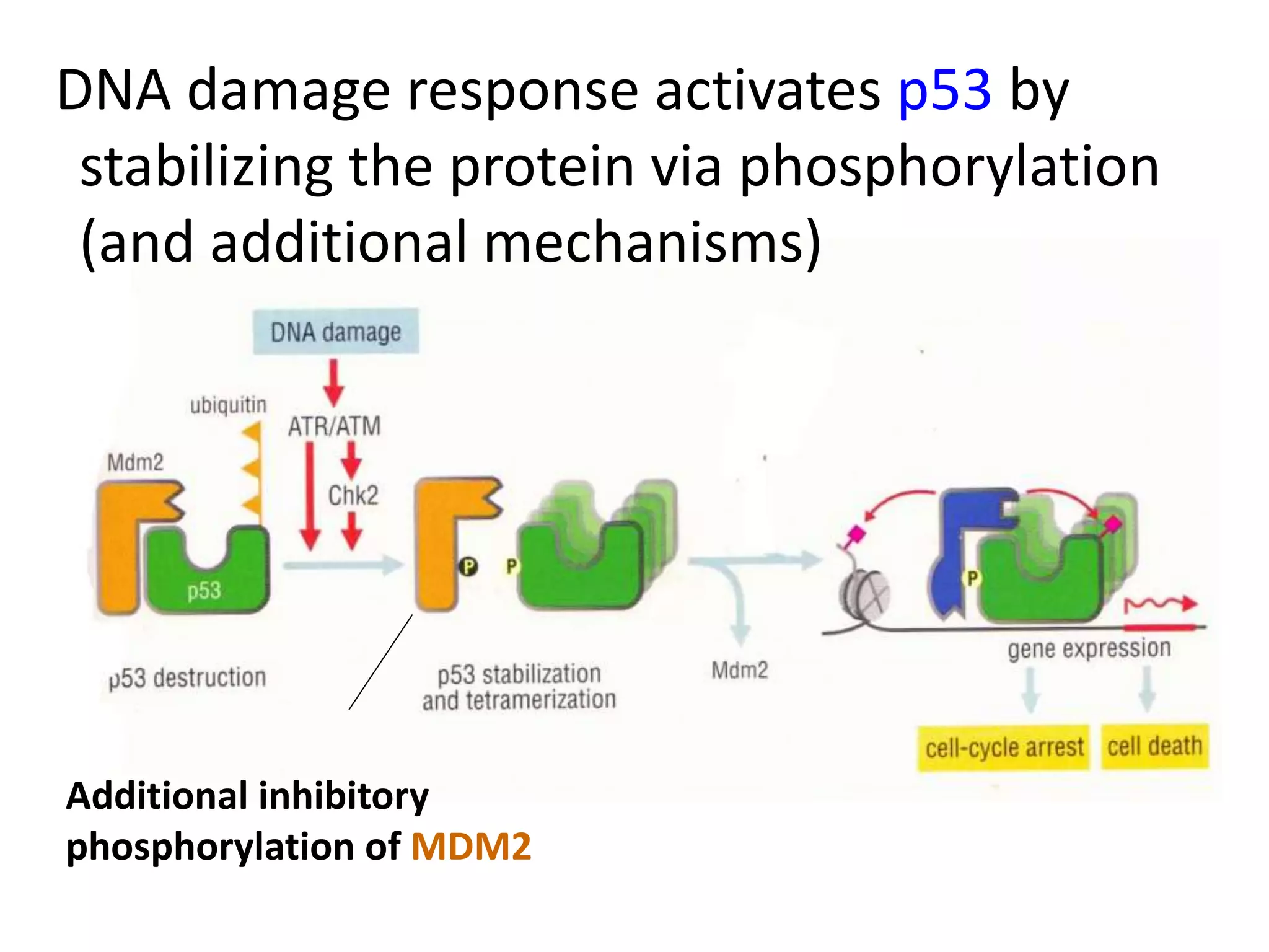 Role of p 53 and p-rb protein in cell cycle regulation | PPT