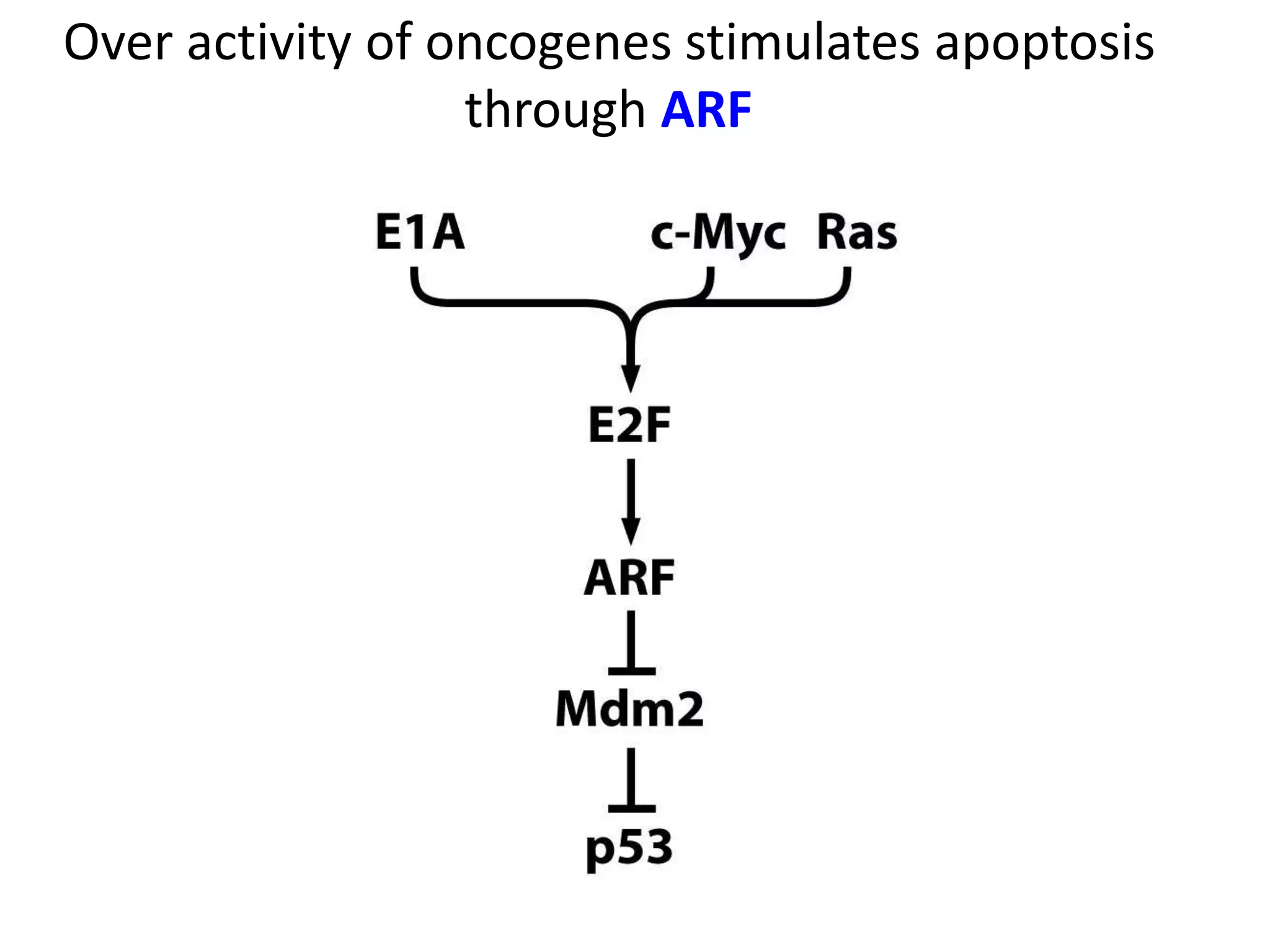Role of p 53 and p-rb protein in cell cycle regulation | PPT