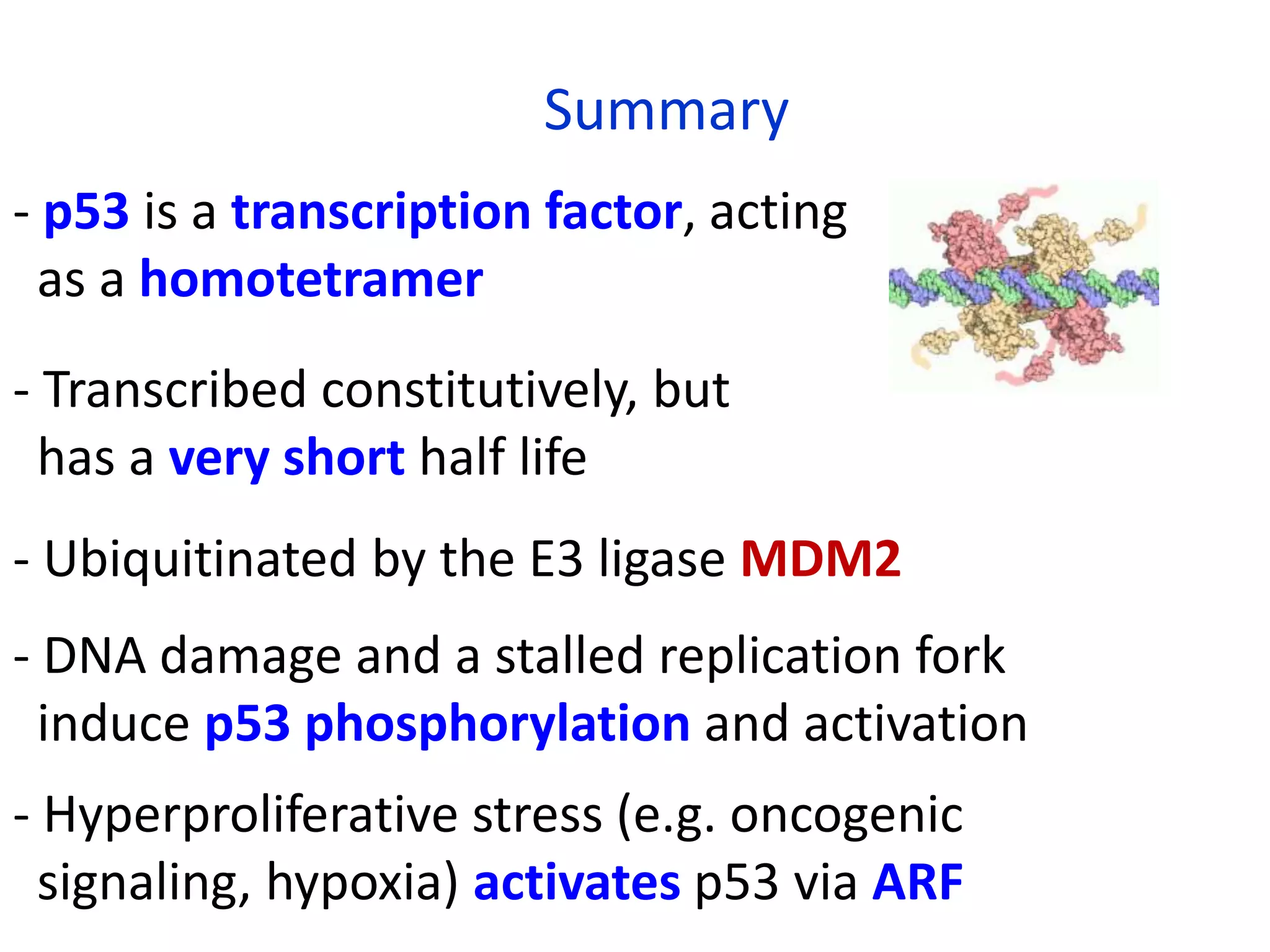 Role of p 53 and p-rb protein in cell cycle regulation | PPT