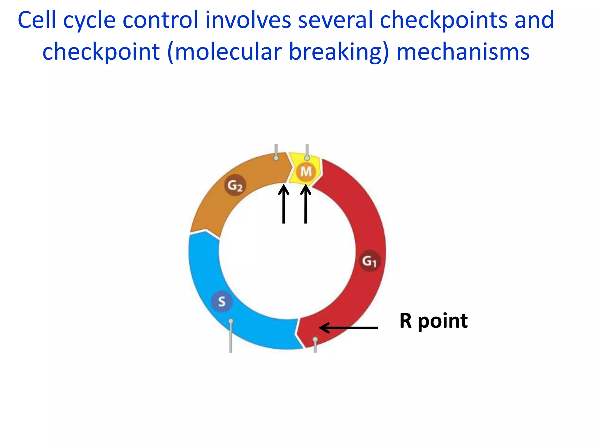 Role of p 53 and p-rb protein in cell cycle regulation | PPT