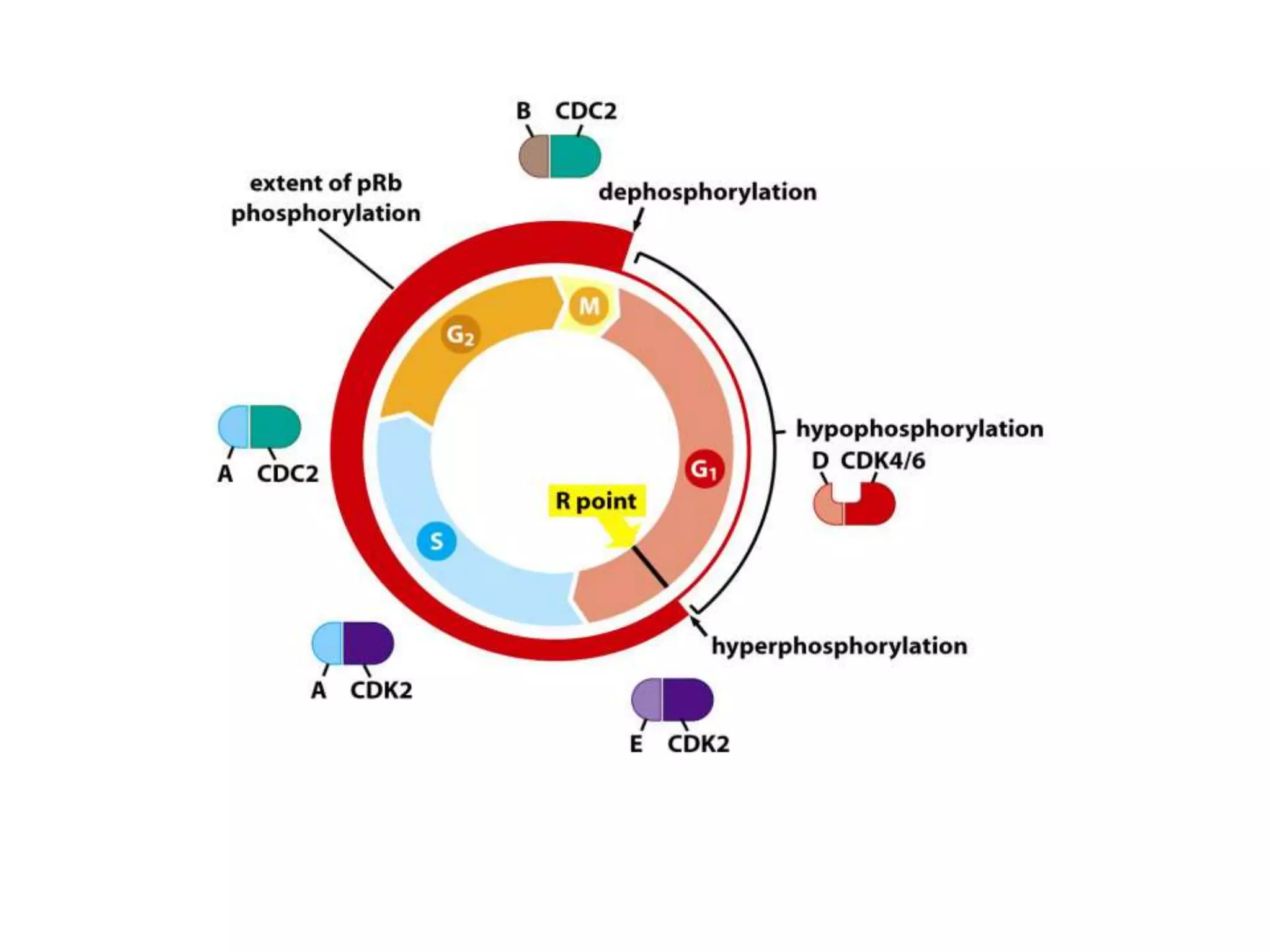 Role of p 53 and p-rb protein in cell cycle regulation | PPT