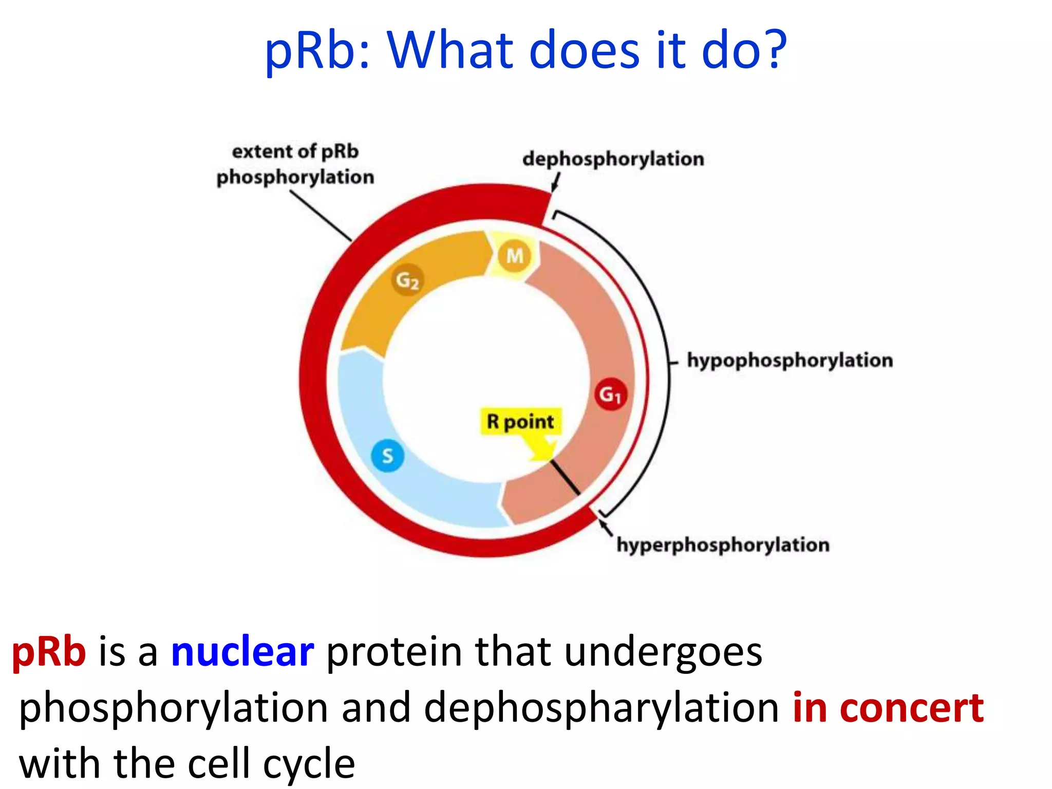 Role of p 53 and p-rb protein in cell cycle regulation | PPT