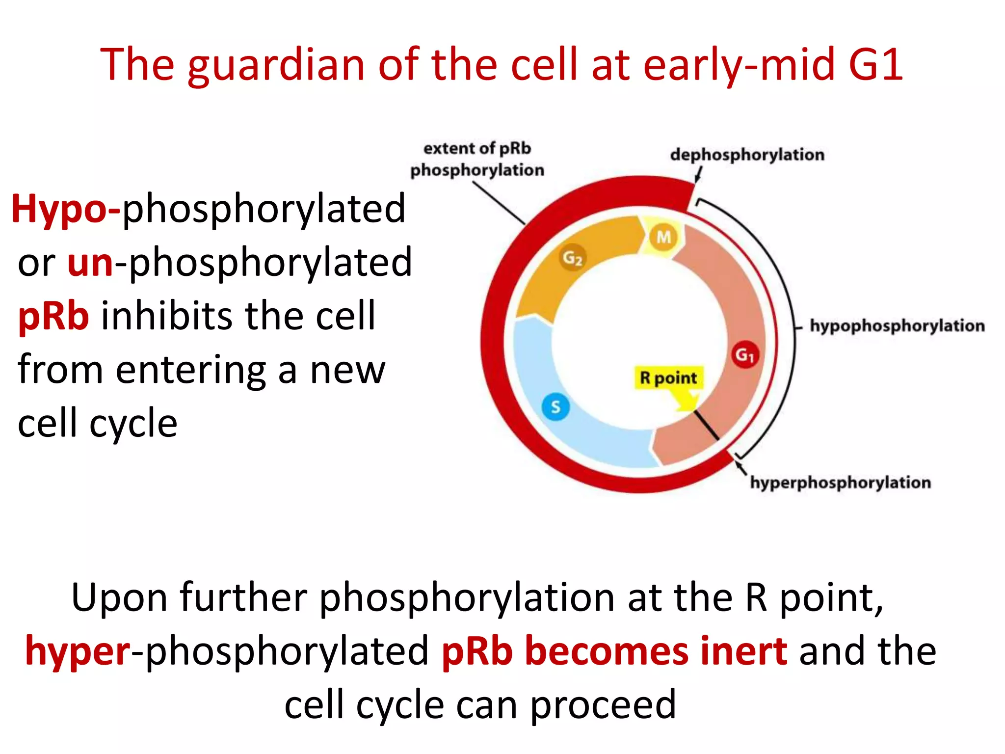 Role of p 53 and p-rb protein in cell cycle regulation | PPT