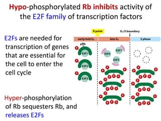 Role of p 53 and p-rb protein in cell cycle regulation | PPT