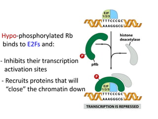 Role of p 53 and p-rb protein in cell cycle regulation | PPT