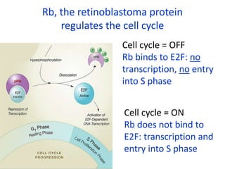 Role of p 53 and p-rb protein in cell cycle regulation | PPT