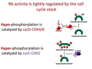 Role of p 53 and p-rb protein in cell cycle regulation | PPT