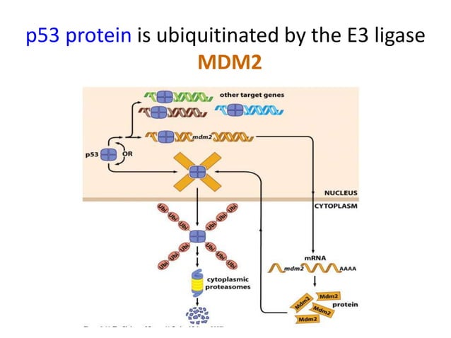 Role of p 53 and p-rb protein in cell cycle regulation | PPT