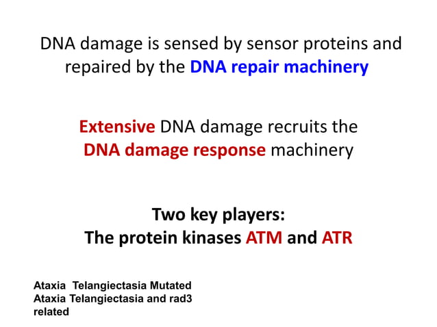 Role of p 53 and p-rb protein in cell cycle regulation | PPT