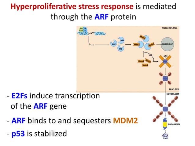 Role of p 53 and p-rb protein in cell cycle regulation | PPT