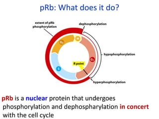 Role of p 53 and p-rb protein in cell cycle regulation | PPT