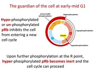 Role of p 53 and p-rb protein in cell cycle regulation | PPT