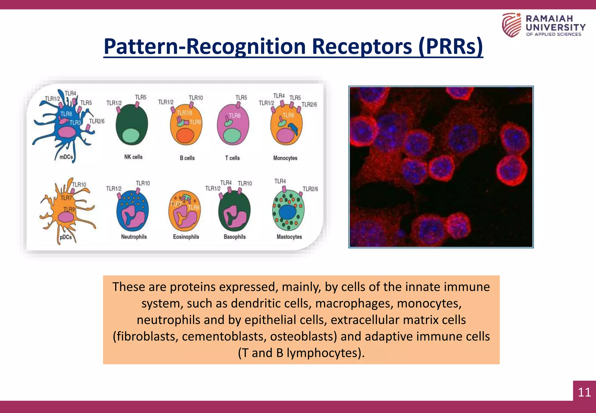 ROLE OF PATHOGEN ASSOCIATED MOLECULAR PATTERN IN PERIODONAL DISEASE.pptx