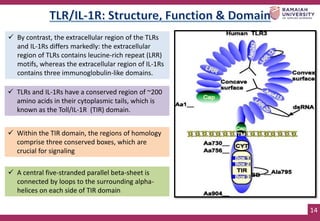 ROLE OF PATHOGEN ASSOCIATED MOLECULAR PATTERN IN PERIODONAL DISEASE.pptx