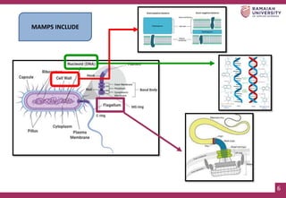 ROLE OF PATHOGEN ASSOCIATED MOLECULAR PATTERN IN PERIODONAL DISEASE.pptx