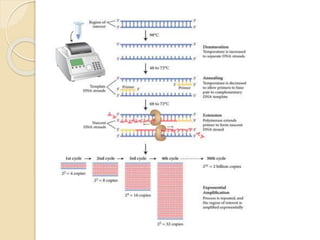 Role of pcr in diagnostics | PPTX