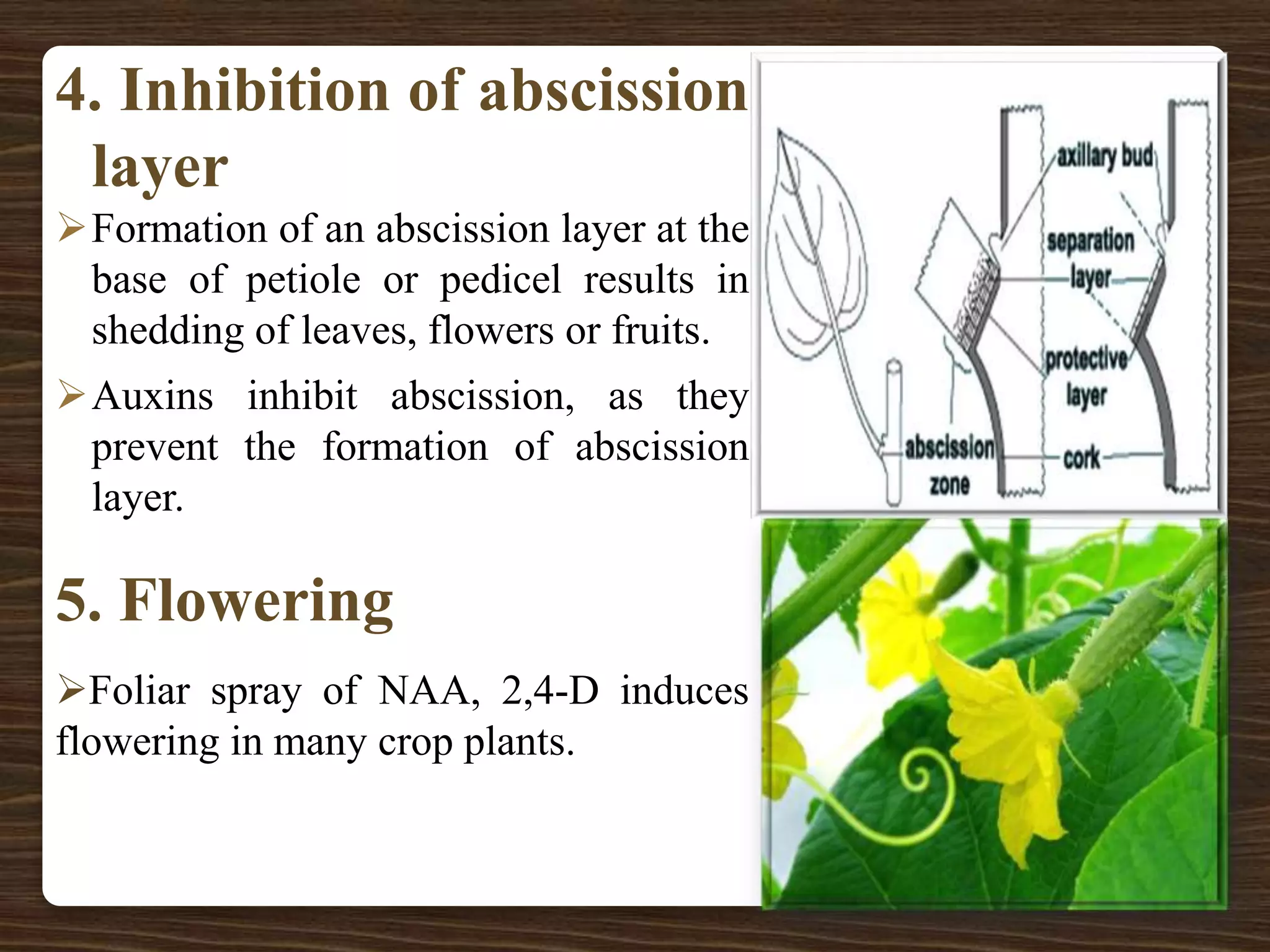 Role of Plant Growth Regulators in Vegetable Crops | PPTX